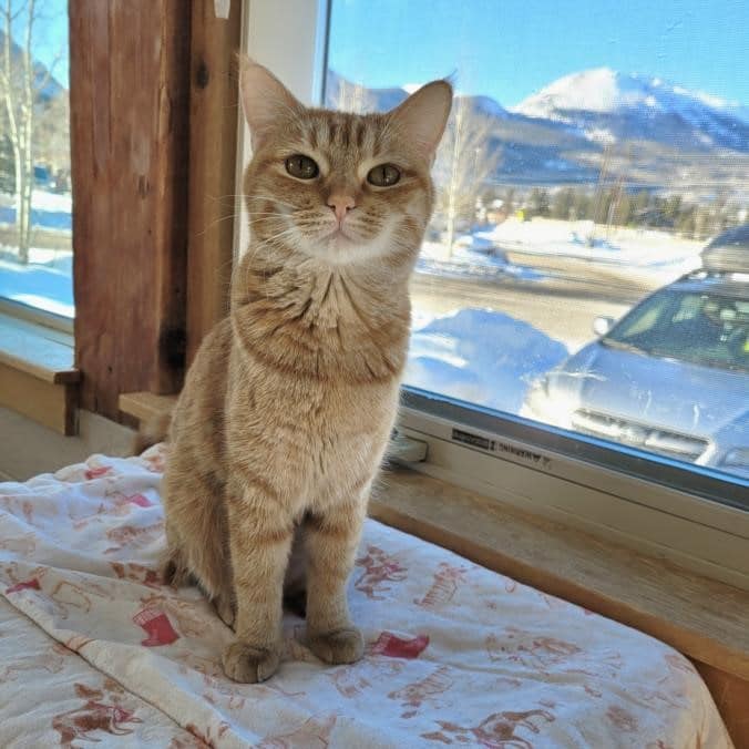 Pet scene: Summit County’s adoptable pets for the week of Dec. 25 ...